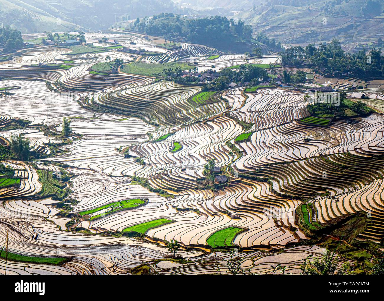 Beauty of rice terraced fields in Y TY, Laocai, Vietnam in the watering ...