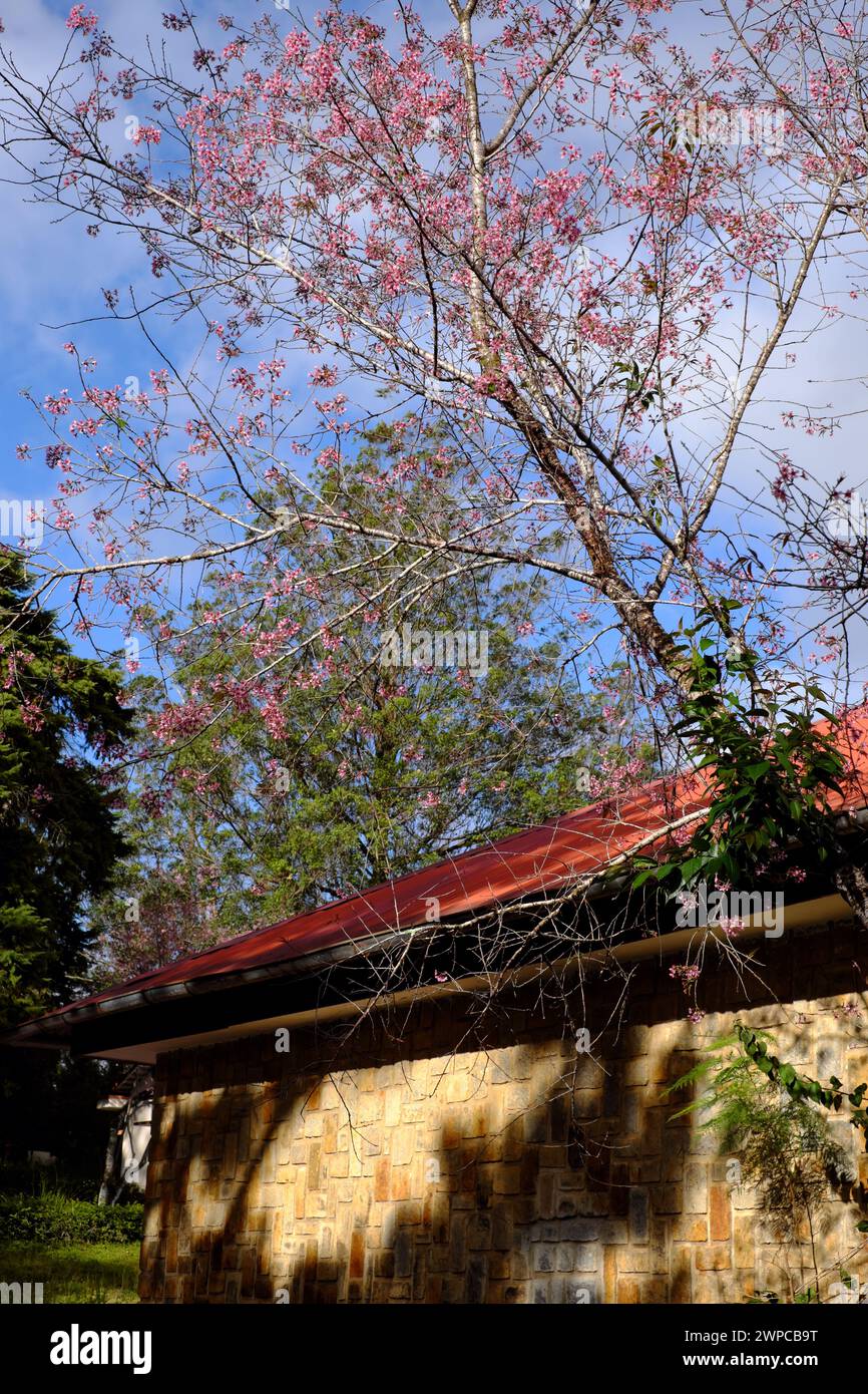 Campus of Dalat Univercity with ancient architecture, Mai Anh Dao ...