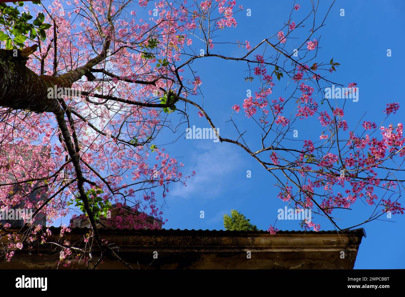 Amazing Da Lat cherry blossom bloom in pink from Sakura tree, big trunk ...