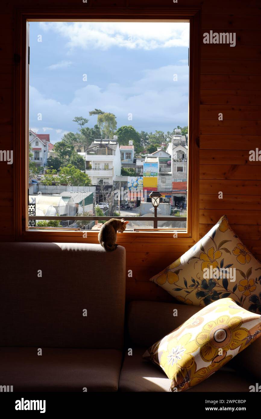 One kitten sitting on window, looking outside at when sunshine morning ...
