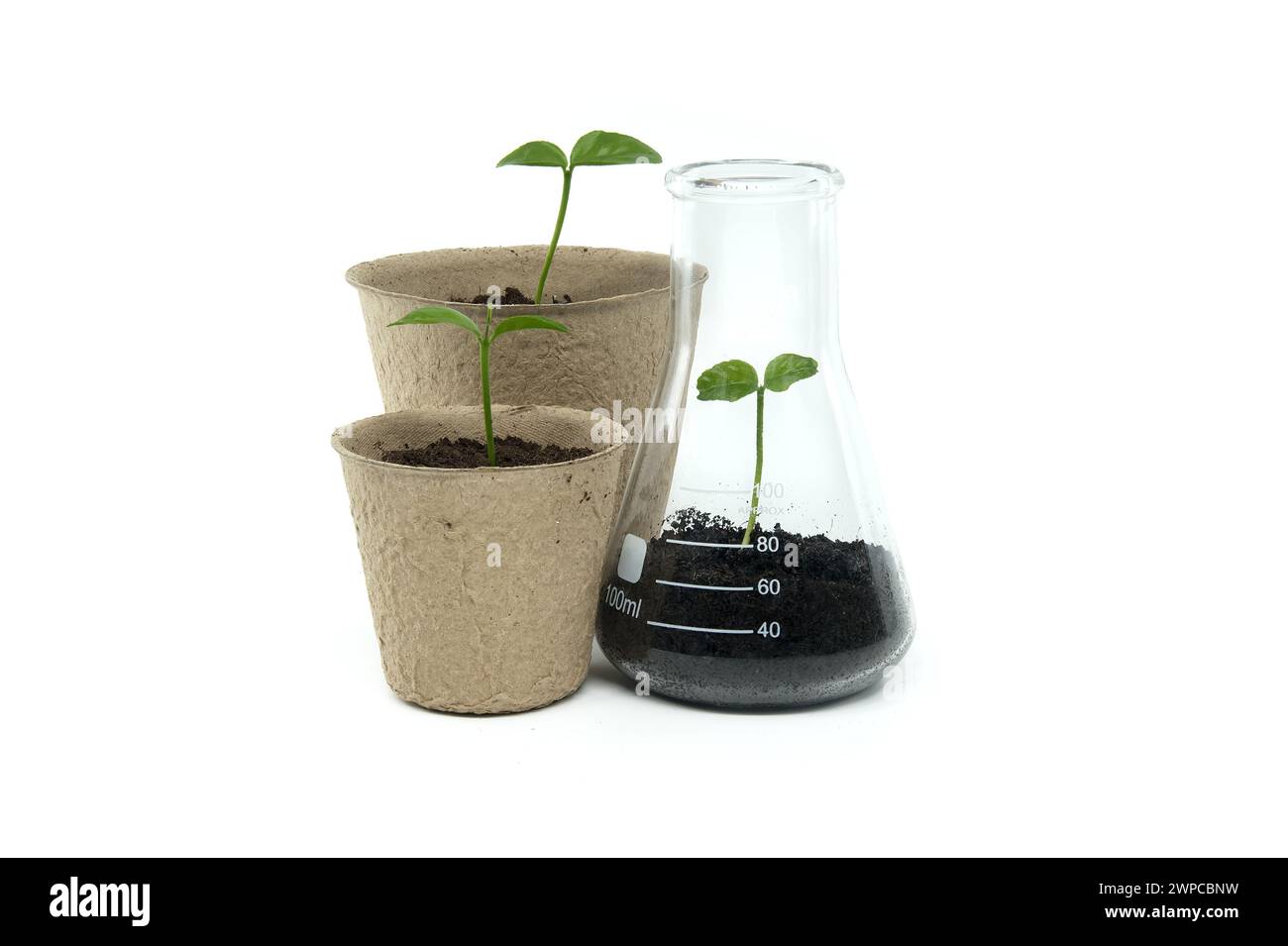 Green seedling sprouting from biodegradable pot near conical glass ...