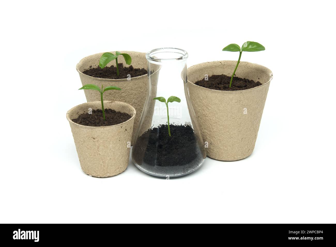 Green seedling sprouting from biodegradable pot near conical glass ...