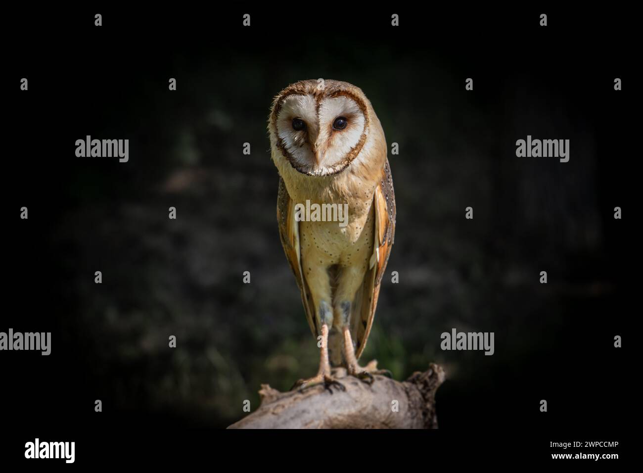 Barn Owl, tyto alba, stands on a branch Stock Photo - Alamy
