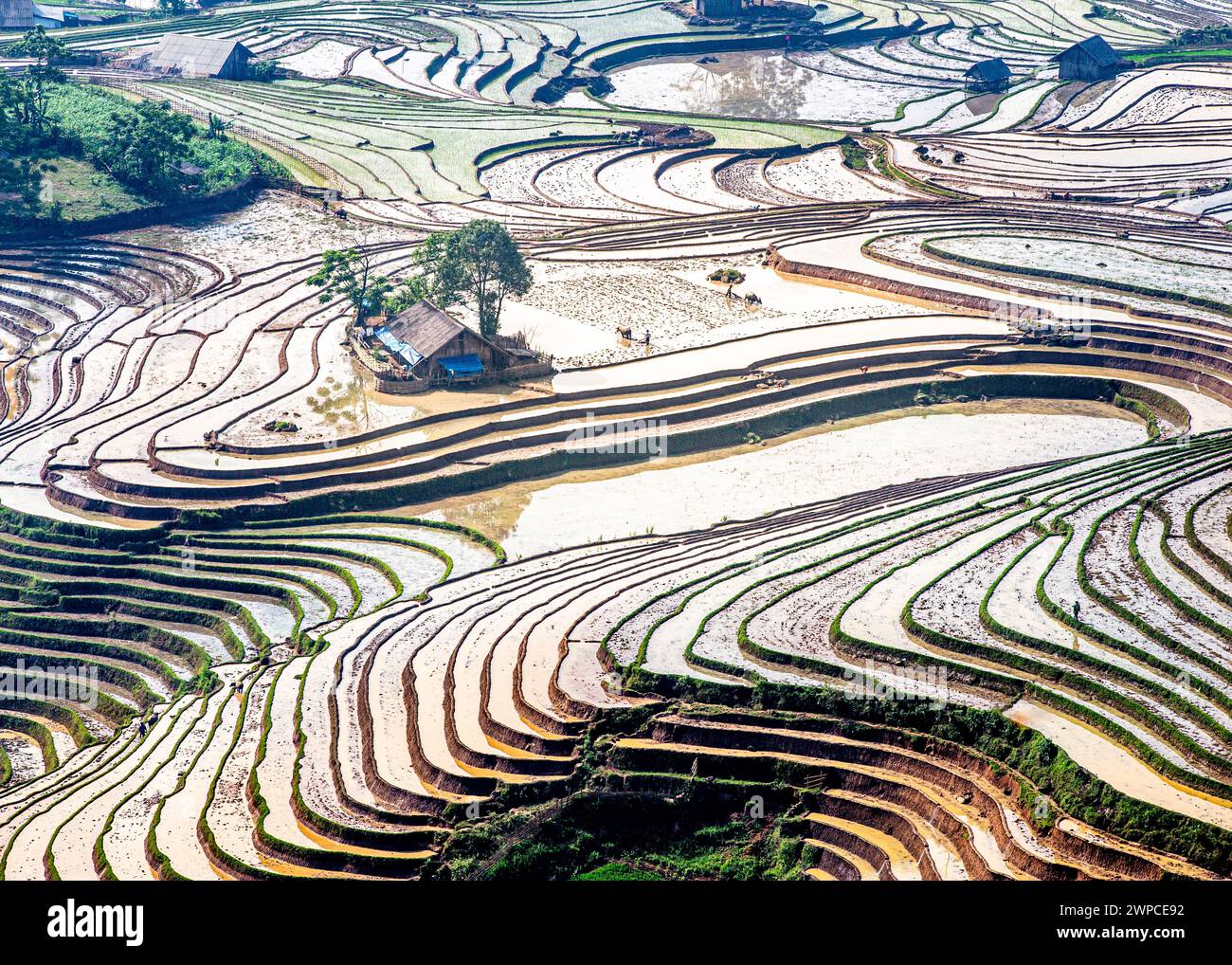 Beauty of rice terraced fields in Y TY, Laocai, Vietnam in the watering ...