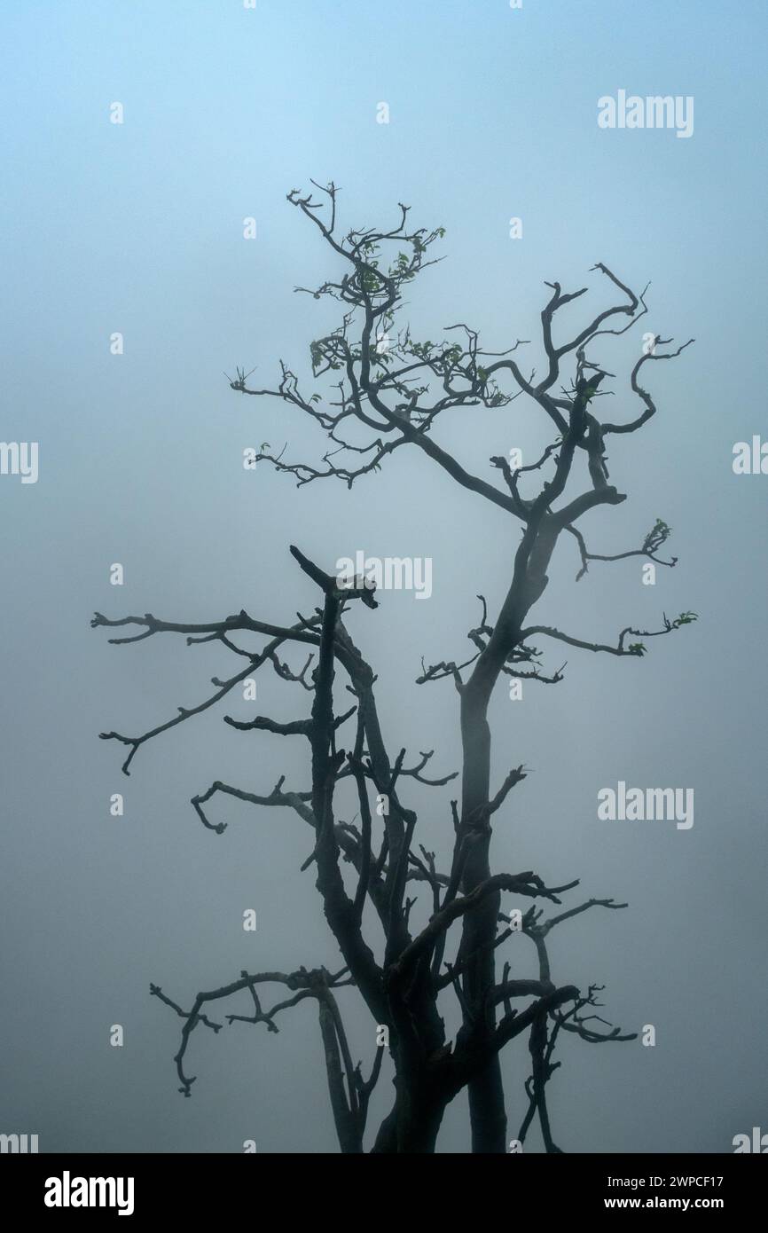 Lone tree in misty forest hi-res stock photography and images - Alamy