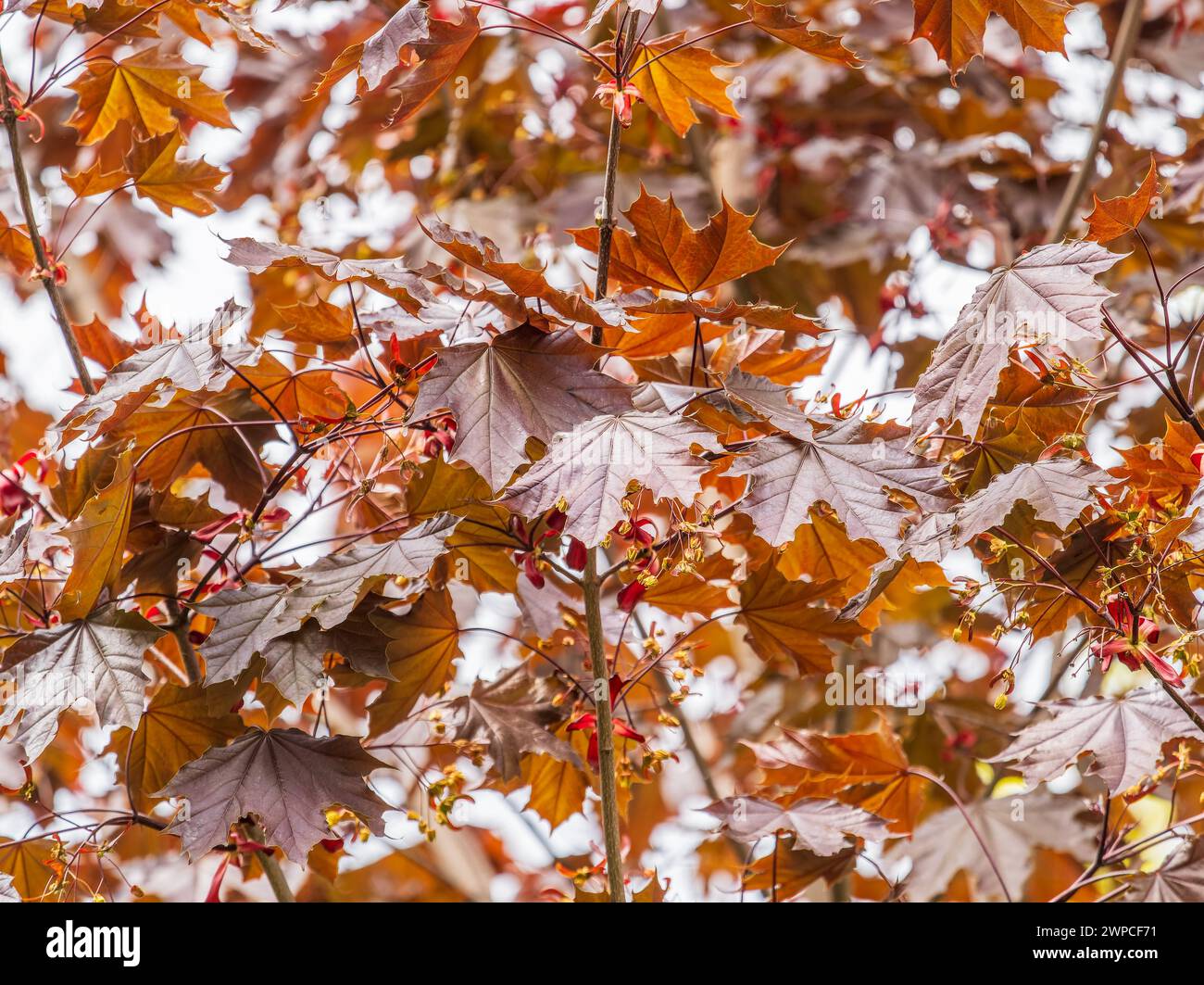 Tree branch with dark red leaves, Acer platanoides, the Norway maple ...