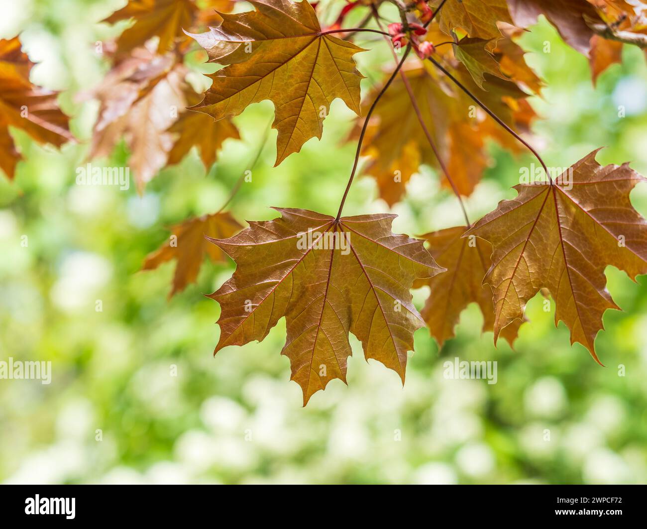 Tree branch with dark red leaves, Acer platanoides, the Norway maple ...