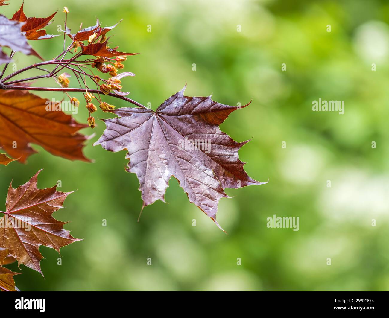 Tree branch with dark red leaves, Acer platanoides, the Norway maple ...