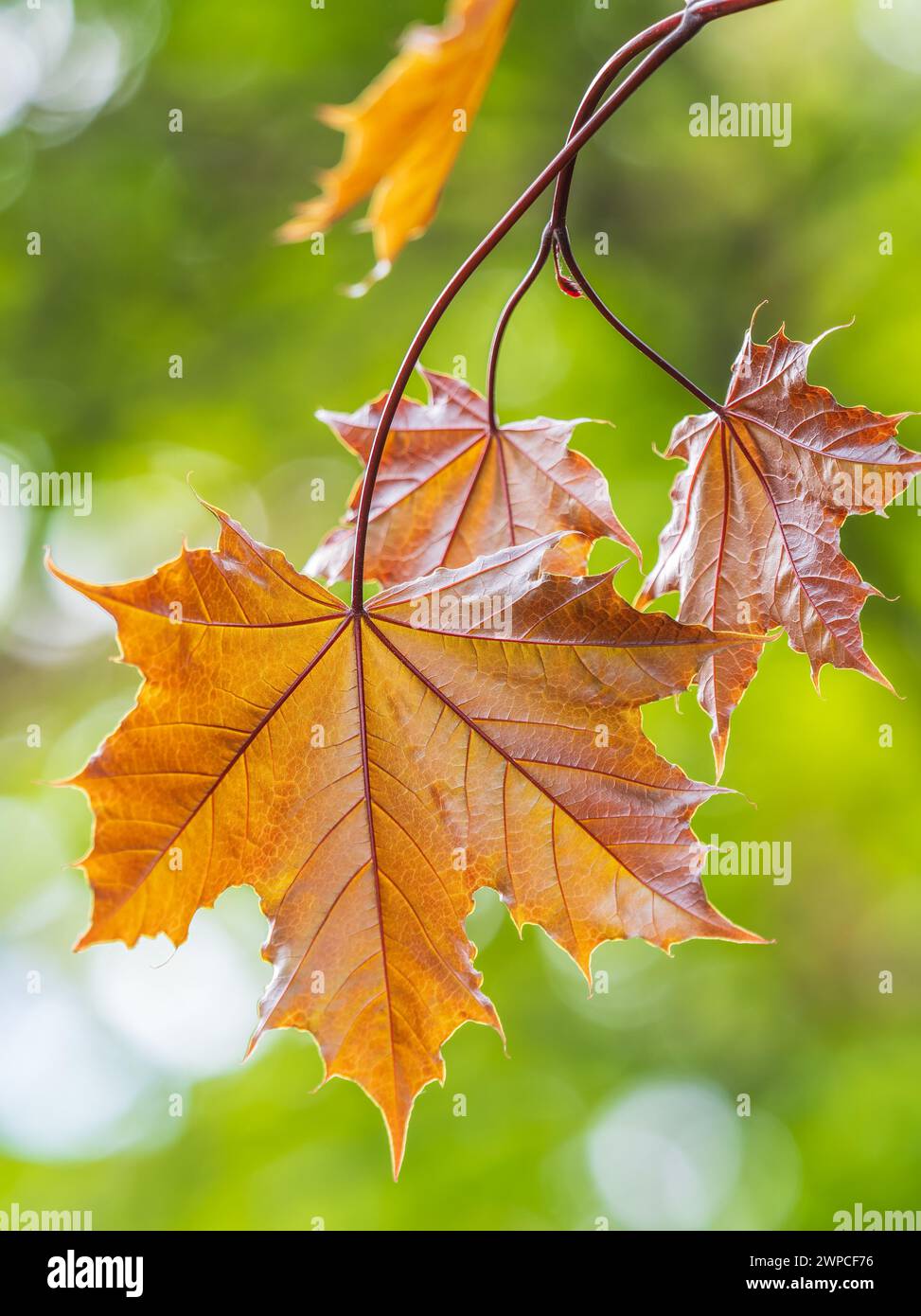 Tree branch with dark red leaves, Acer platanoides, the Norway maple ...