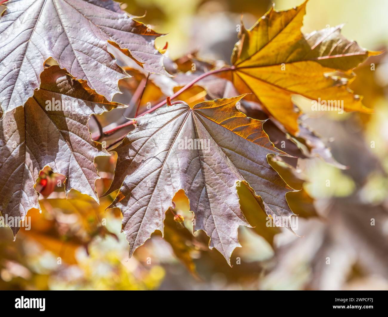 Tree branch with dark red leaves, Acer platanoides, the Norway maple ...