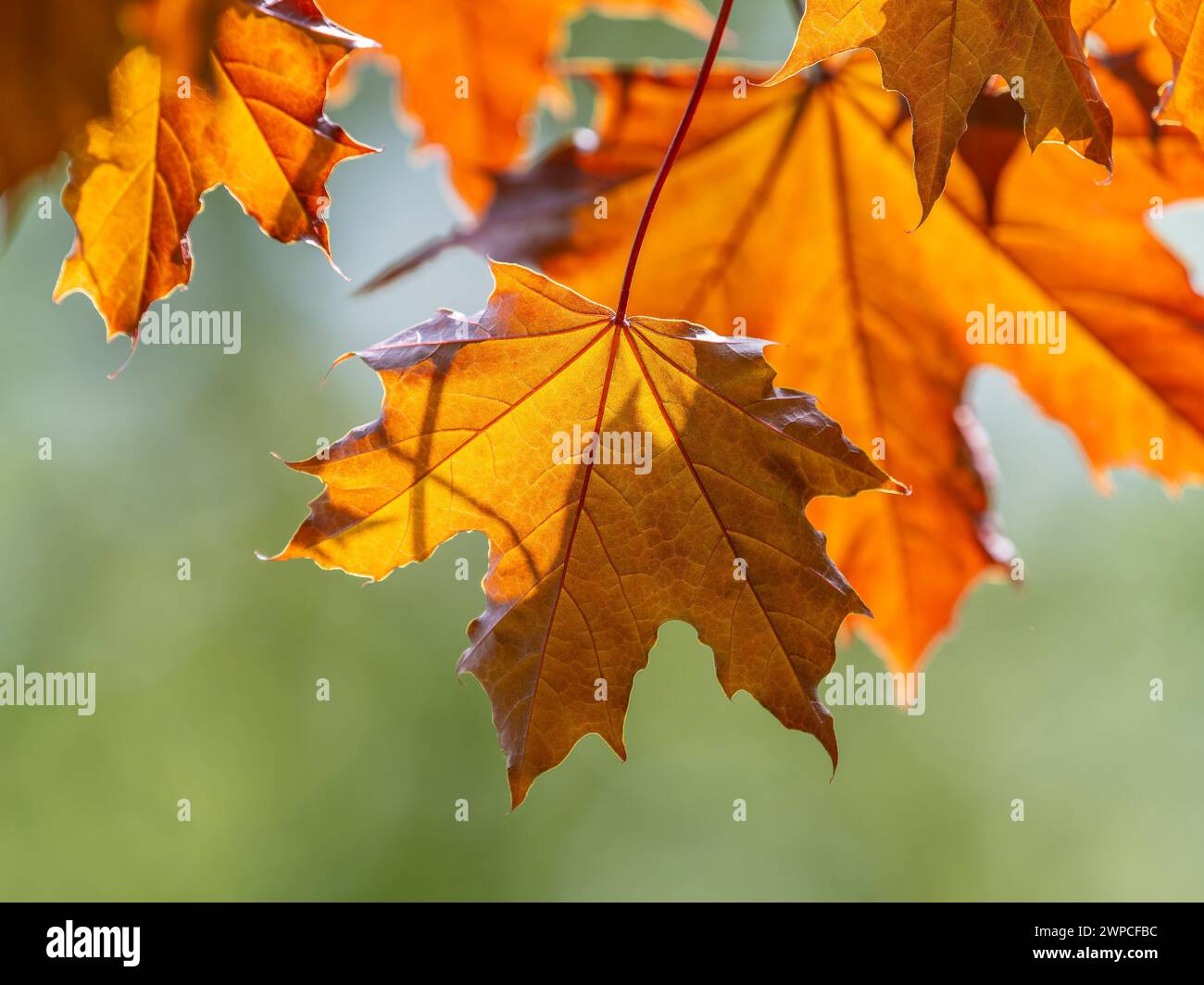 Tree branch with dark red leaves, Acer platanoides, the Norway maple ...
