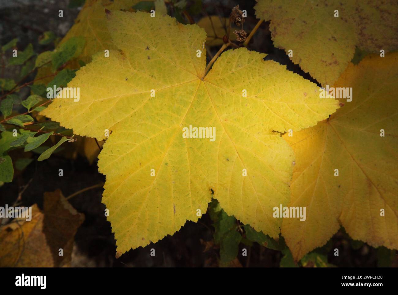 Thimbleberry (Rubus parviflorus) yellow leaf during autumn in Beartooth ...
