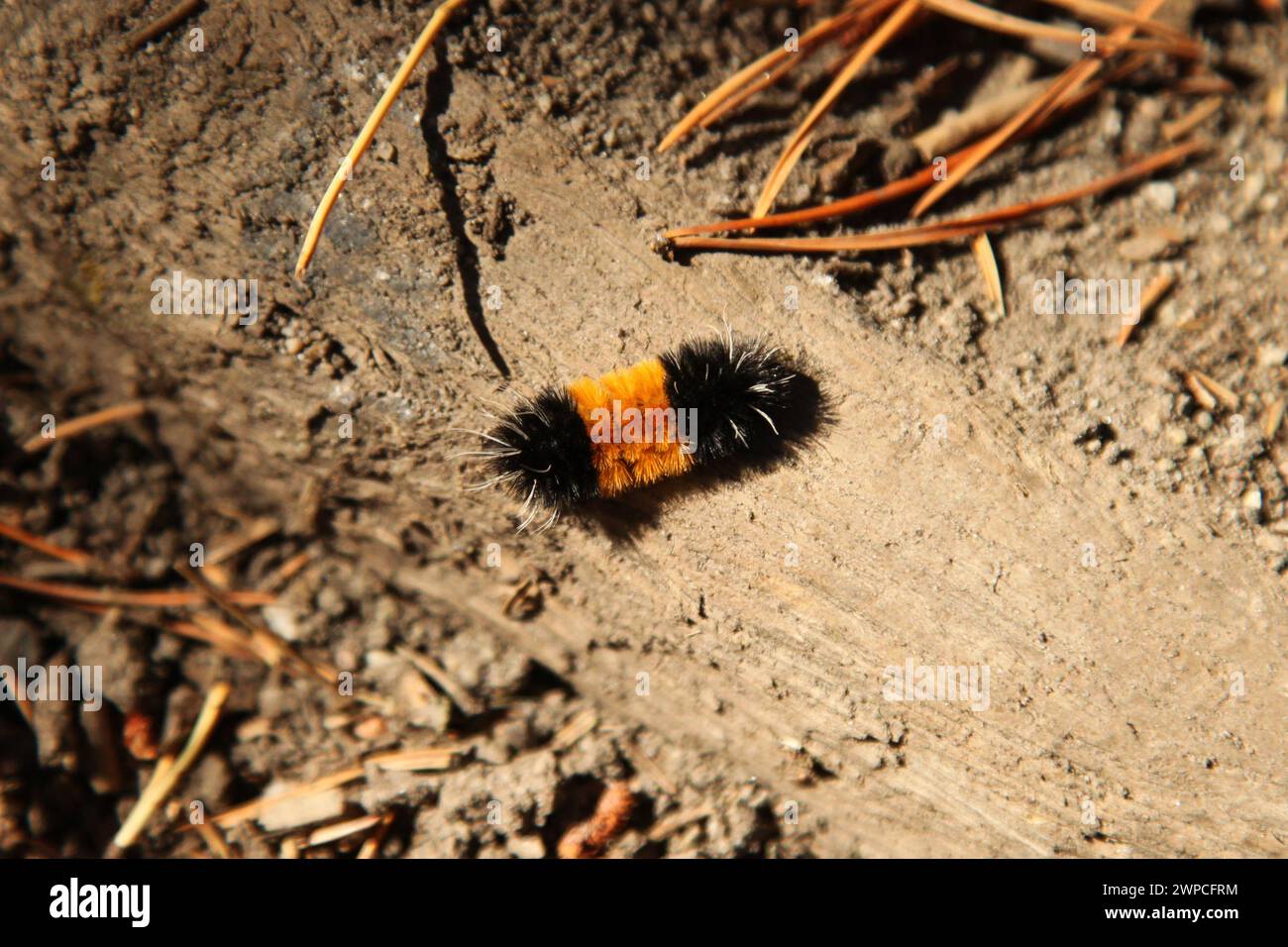 Spotted Tussock Moth (Lophocampa maculata) caterpillar in Beartooth ...