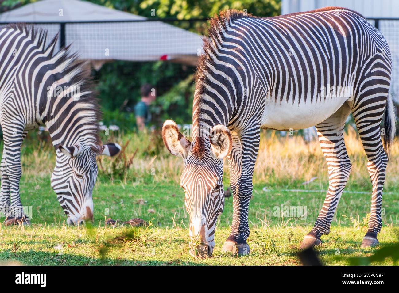 Grevy's zebra, lat Equus grevyi, also known as the imperial zebra eats ...