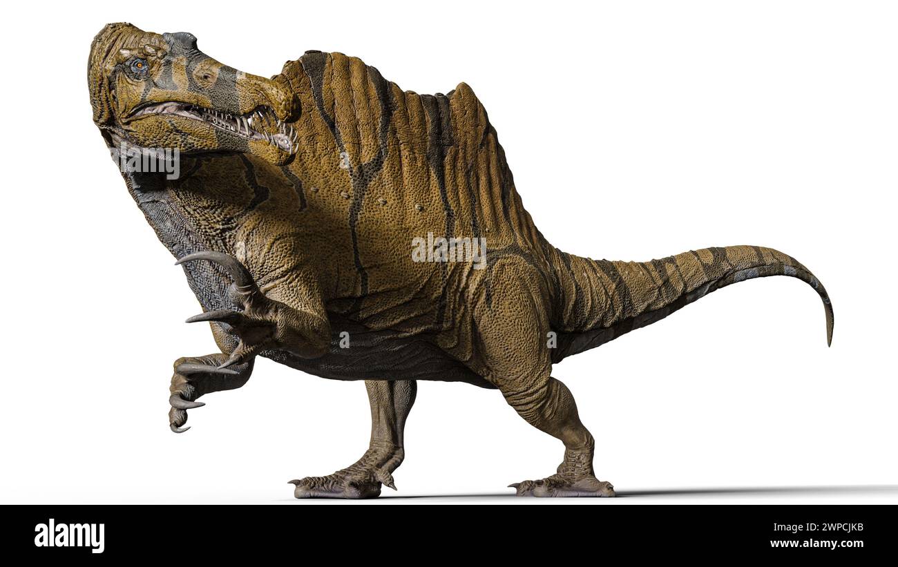 Spinosaurus is a genus of spinosaurid dinosaur that lived in what now ...