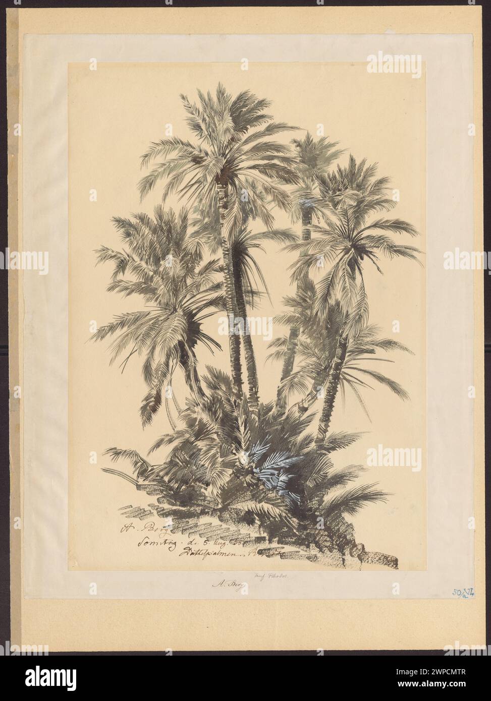 Date palm trees; Berg, Albert (1825-1884); 1855 (1855-00-00-1855-00-00 ...