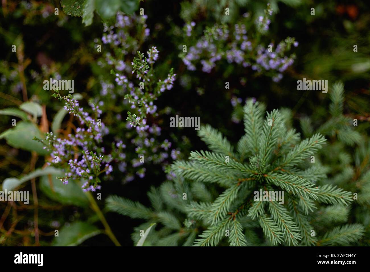 varied beautiful forest vegetation in daylight Stock Photo - Alamy