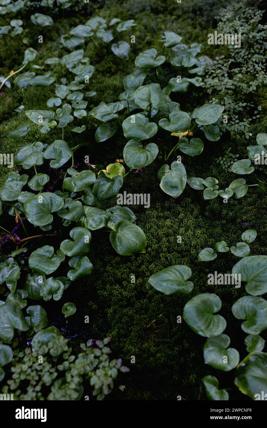 varied beautiful forest vegetation in daylight Stock Photo - Alamy