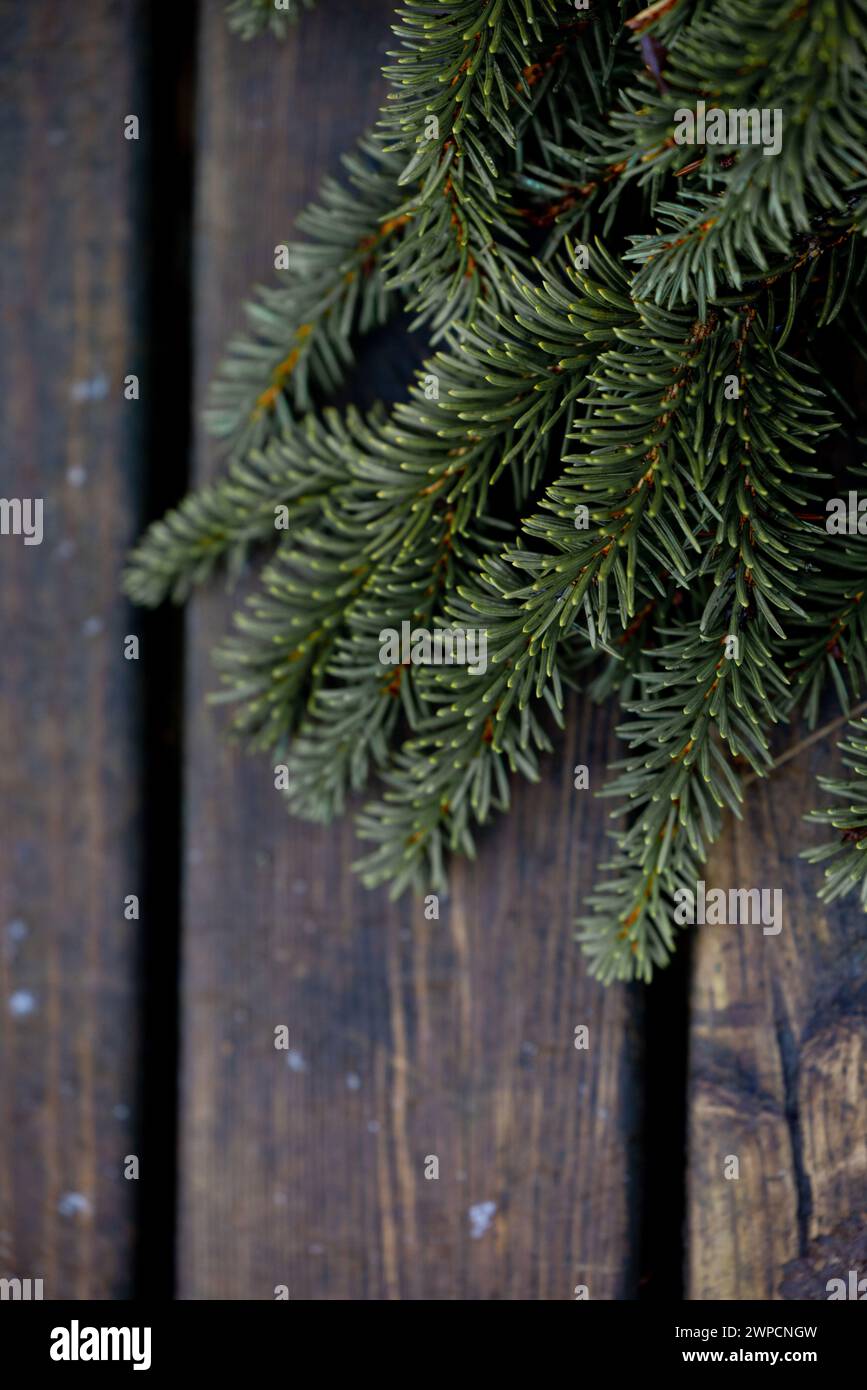 Table small christmas tree hi-res stock photography and images - Alamy