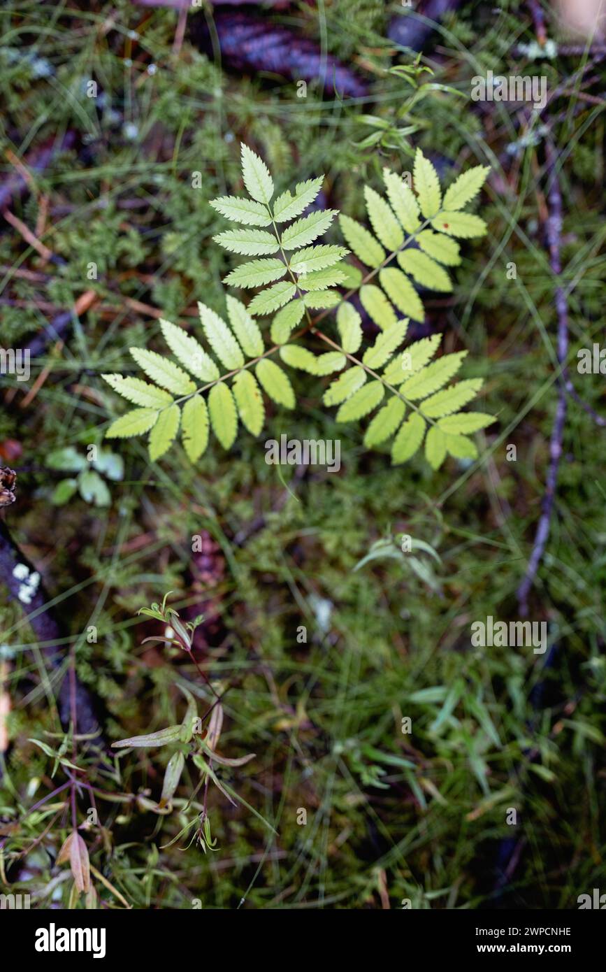 varied beautiful forest vegetation in daylight Stock Photo - Alamy