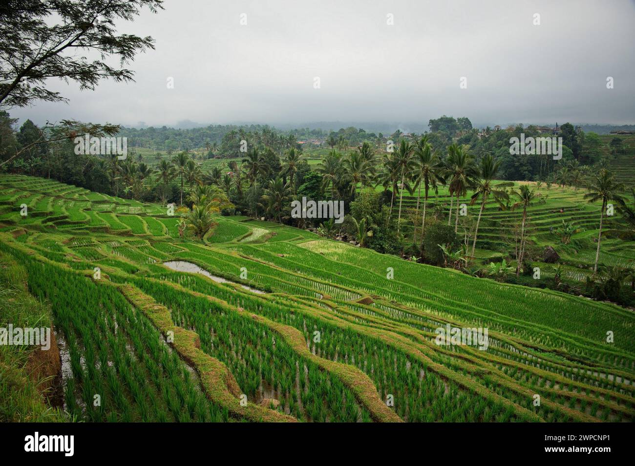 Scenic view of beautiful rice fields in Indonesia Stock Photo - Alamy