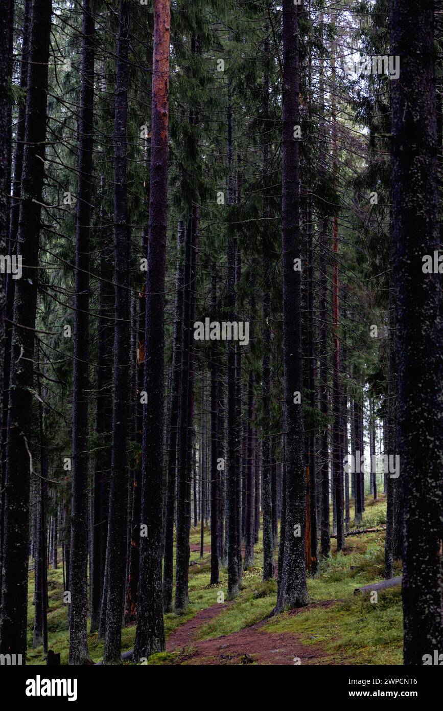 many pine trees on the forest path Stock Photo - Alamy