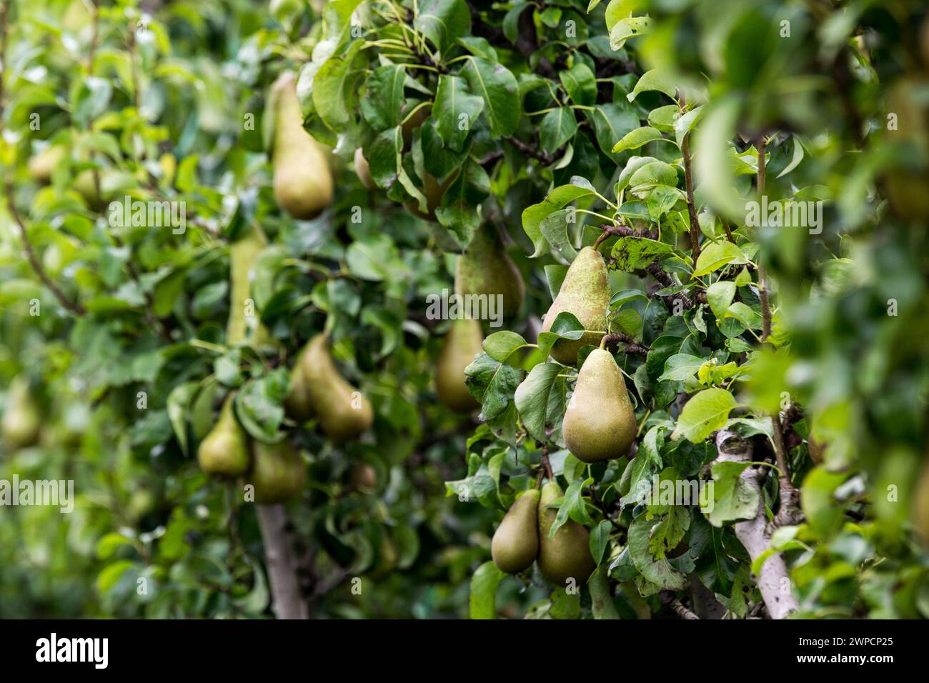 Pears are hanging on a tree in a pear orchard in Beveren. Belgium is ...