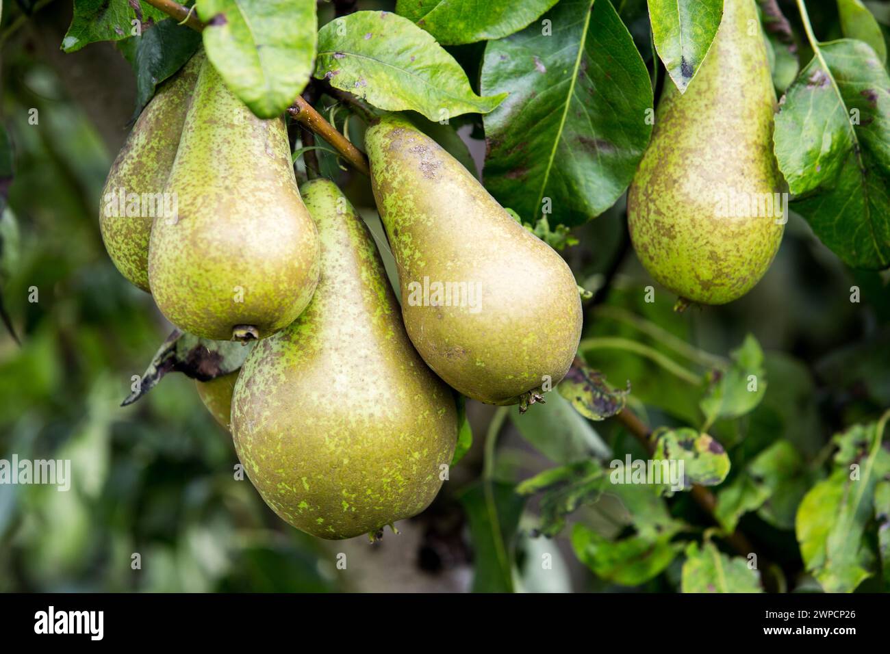 Pears are hanging on a tree in a pear orchard in Beveren. Belgium is ...