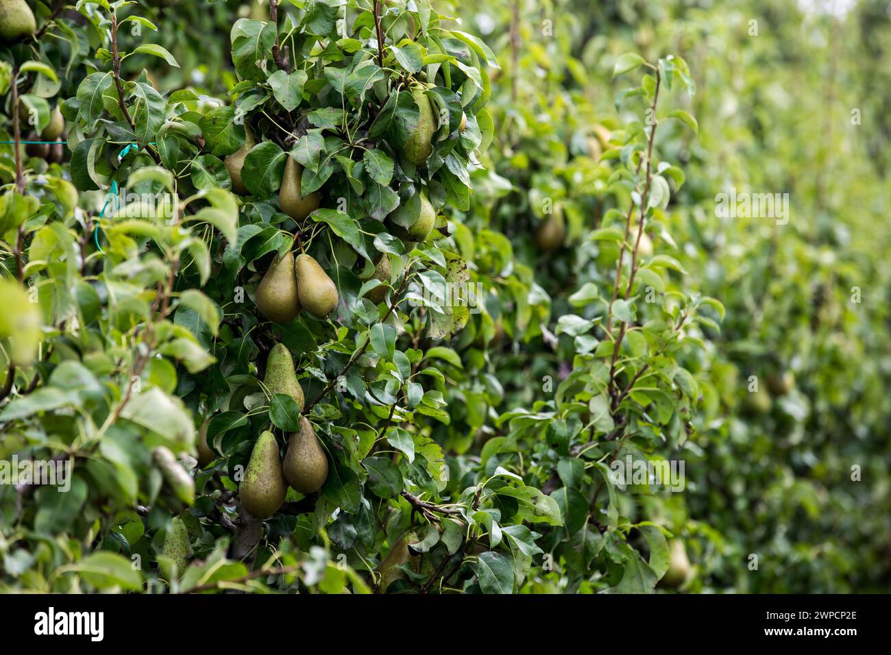 Pears are hanging on a trees in a pear orchard in Beveren. Belgium is ...