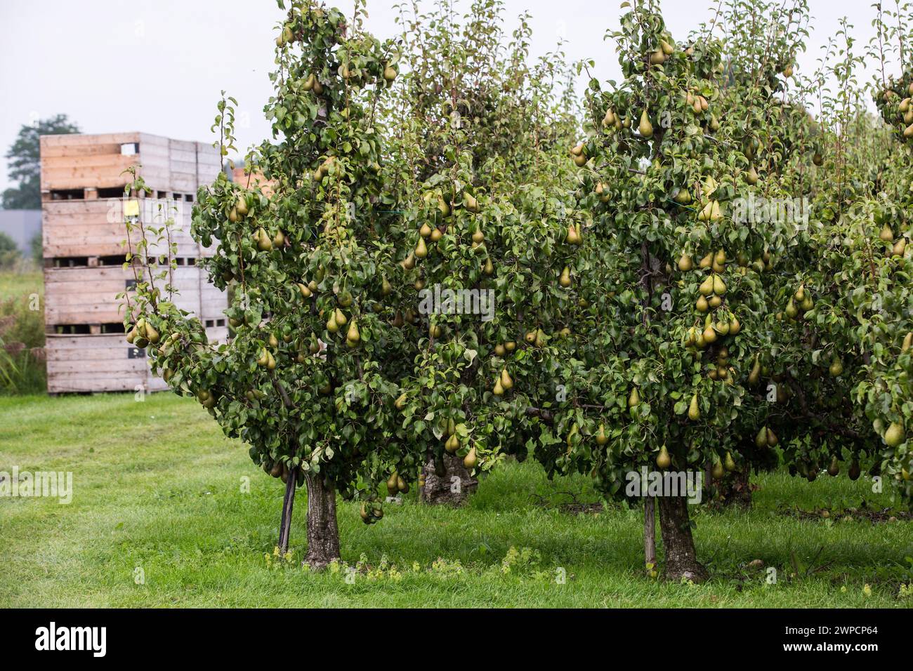 Beveren, Belgium. 02nd Sep, 2023. Pears are hanging on a trees in a ...