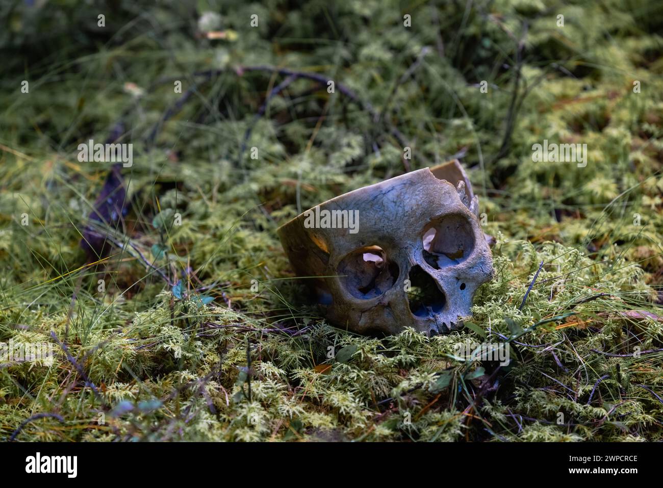 Fake human skull. Decorative skull. An artificial human skull lie on ...