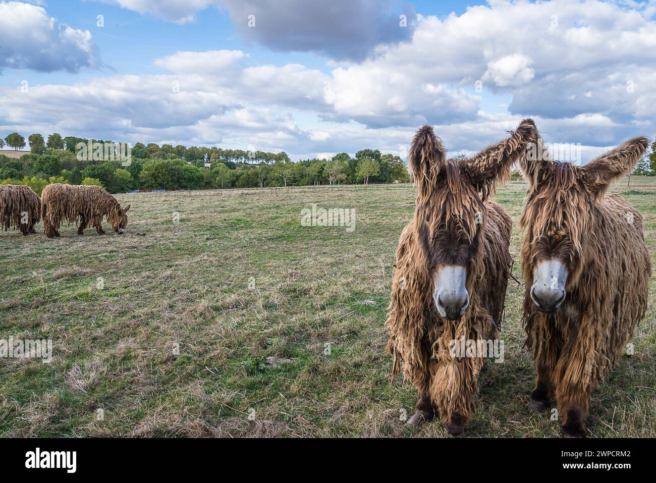 poitou donkey on a pasture Stock Photo - Alamy