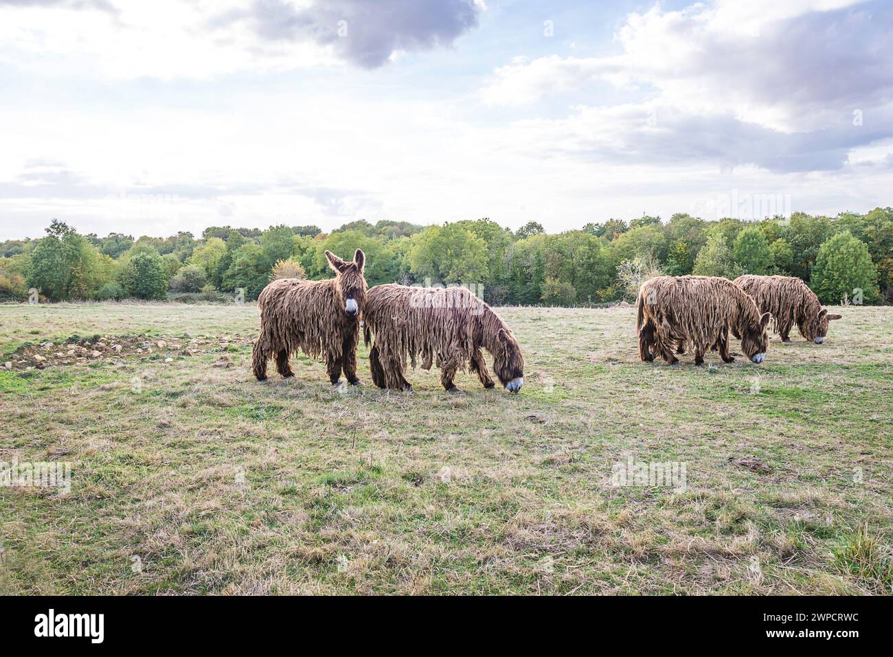 poitou donkey on a pasture Stock Photo - Alamy