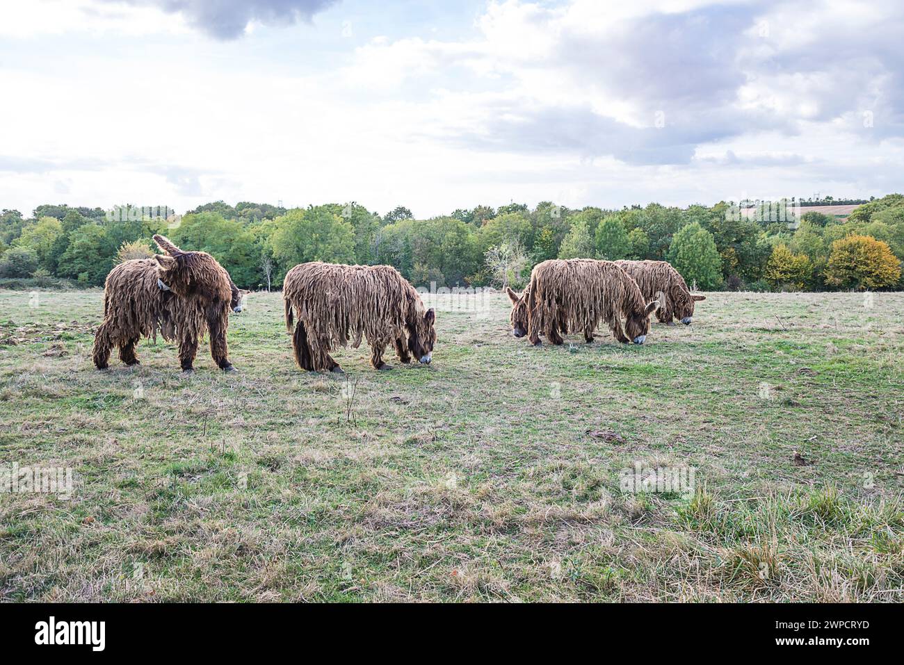 poitou donkey on a pasture Stock Photo - Alamy