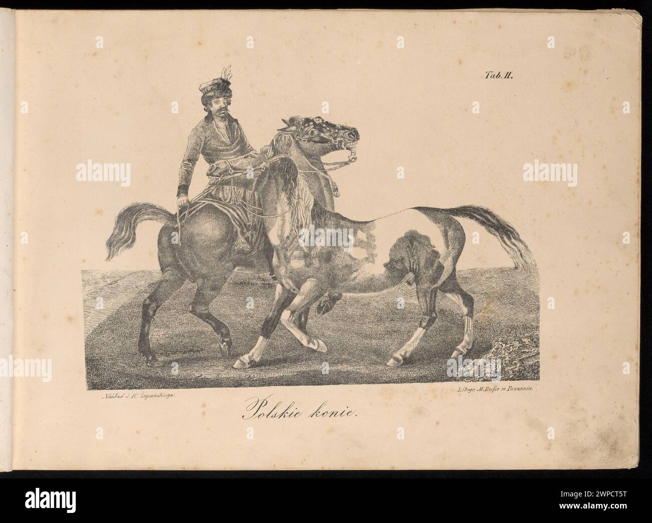 Photograph and engraved depiction of Polish horses by Michał Busse and ...