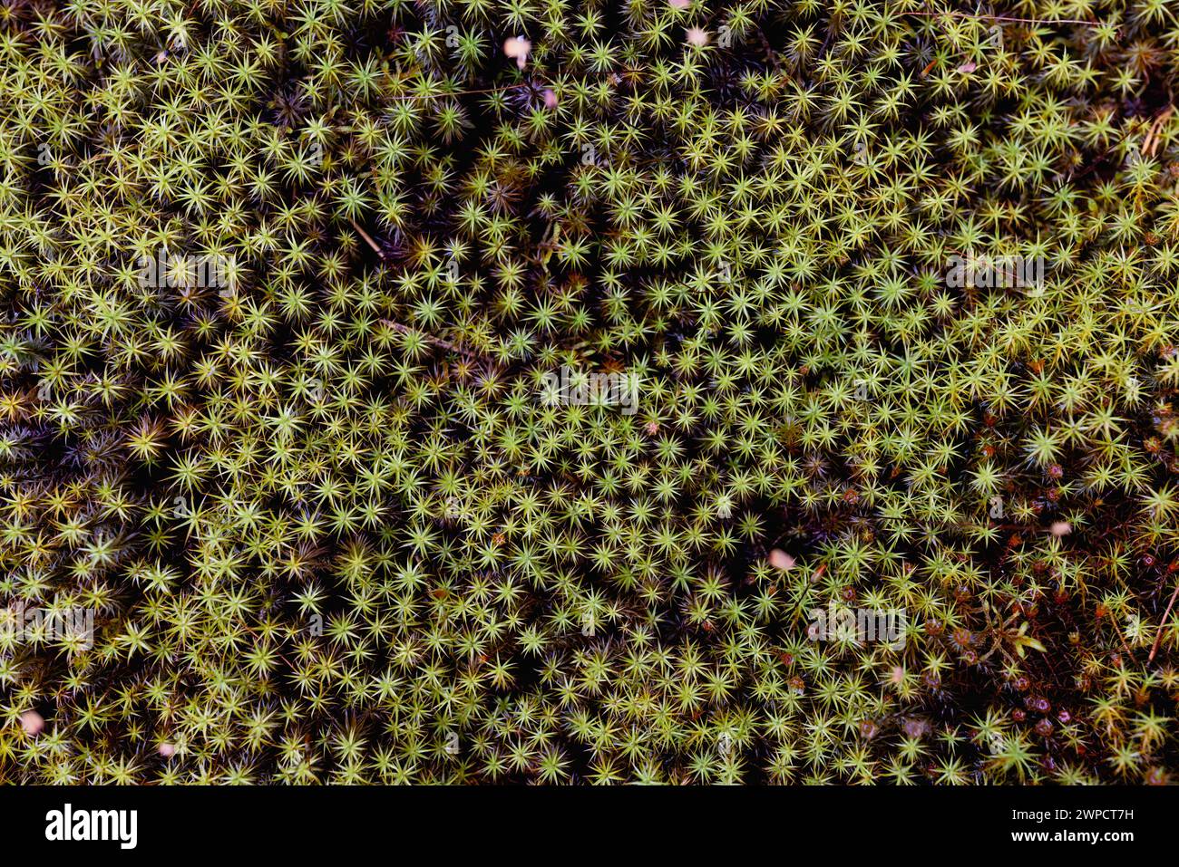 Plantago subulata (plantago subulata) hi-res stock photography and ...