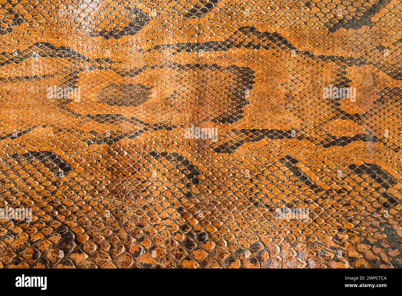 Snake piton hi-res stock photography and images - Alamy