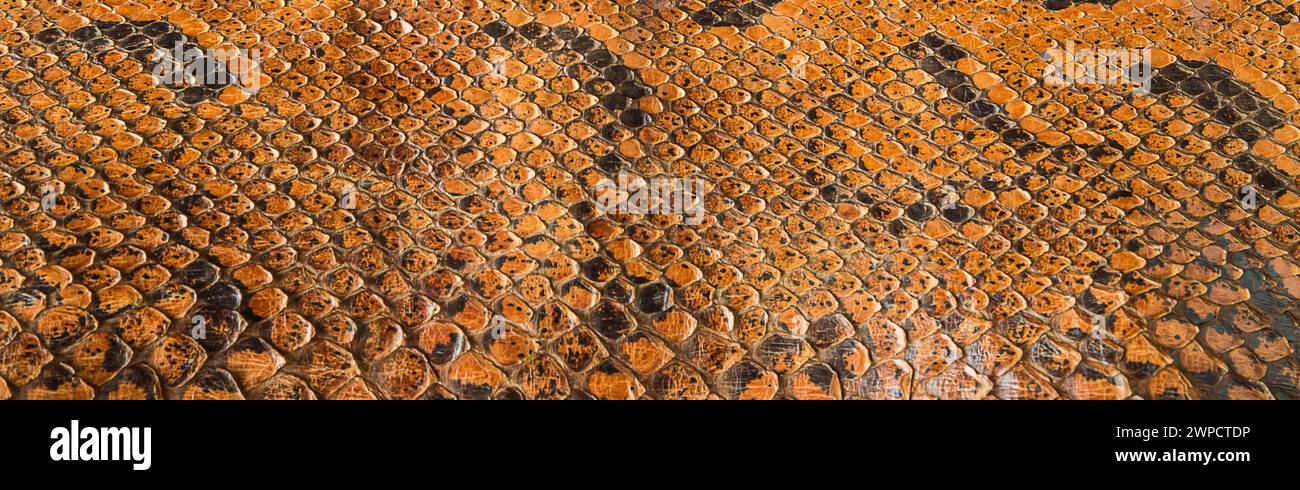 beautiful piton skin Stock Photo - Alamy