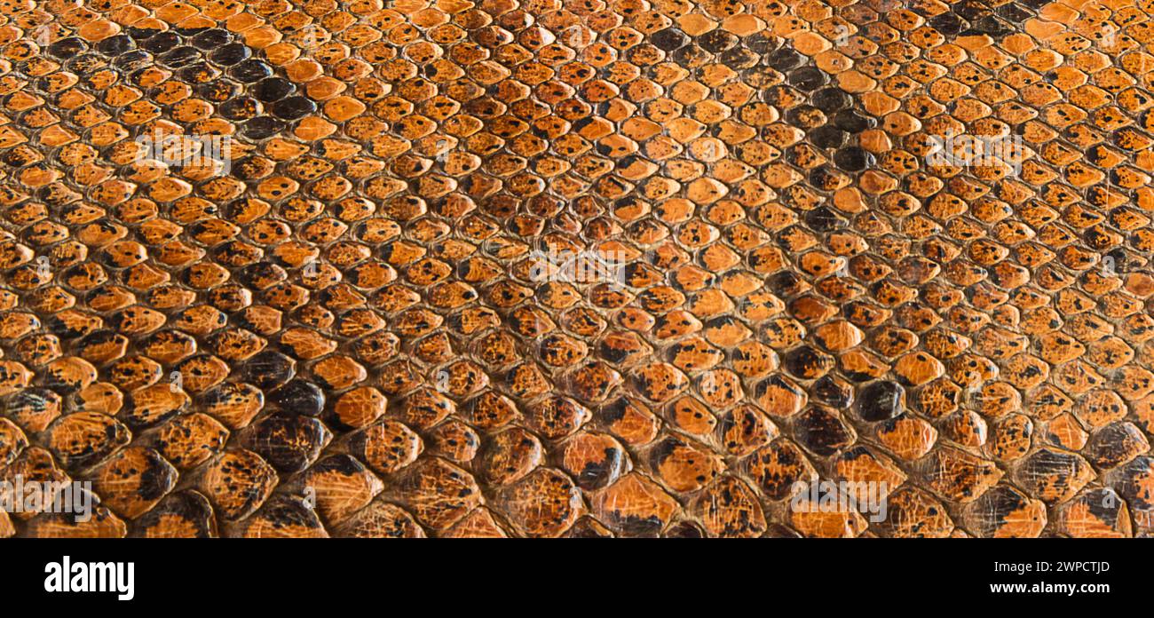 Piton skin hi-res stock photography and images - Alamy