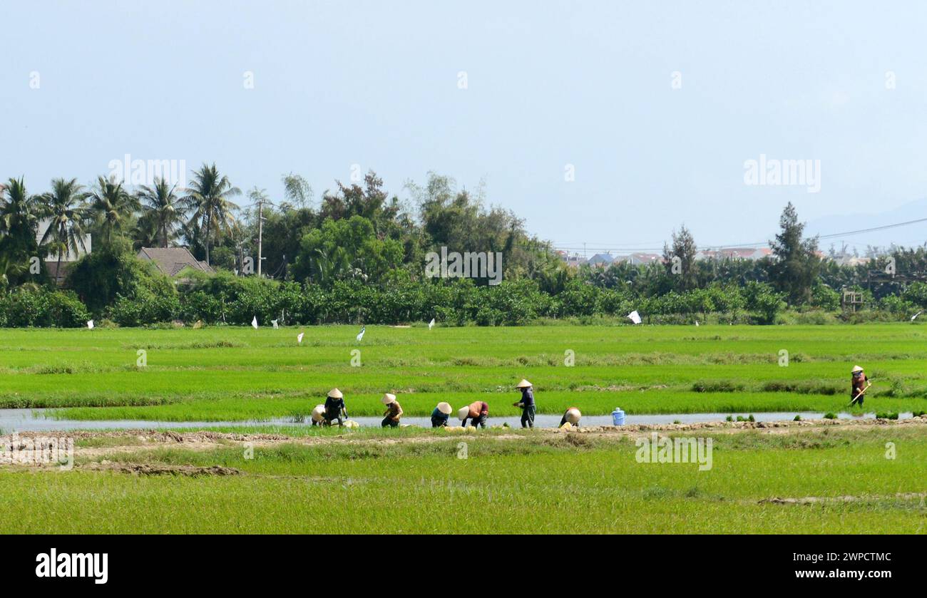 Vietnamese farmers transplanting rice seedlings in a farm near Hội An ...