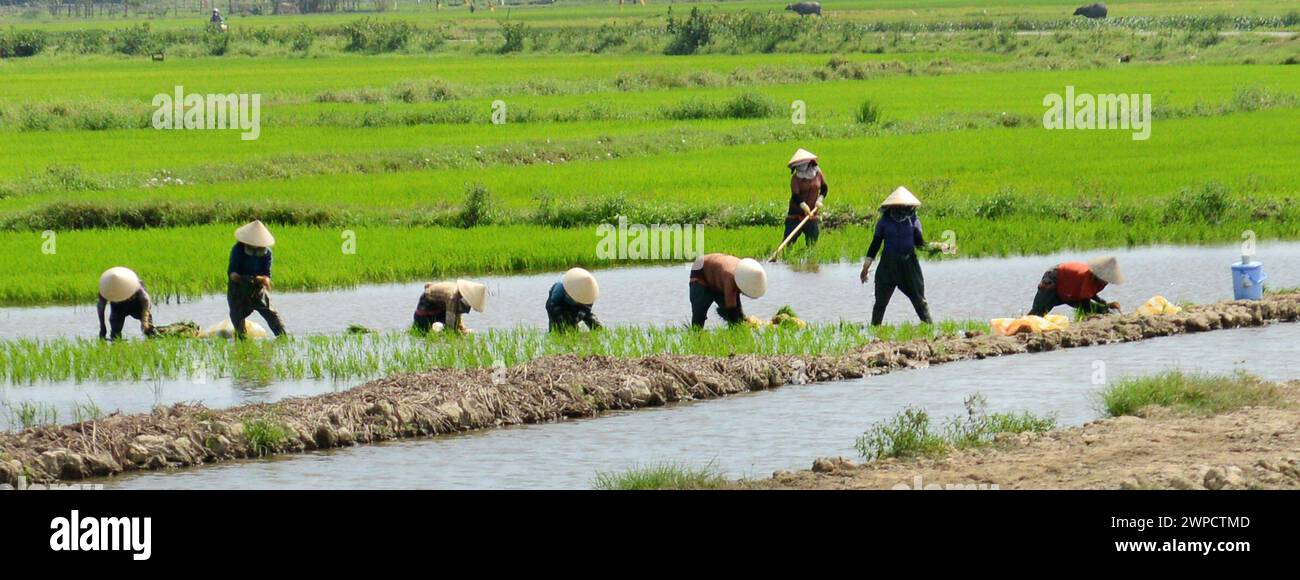 Vietnamese farmers transplanting rice seedlings in a farm near Hội An ...