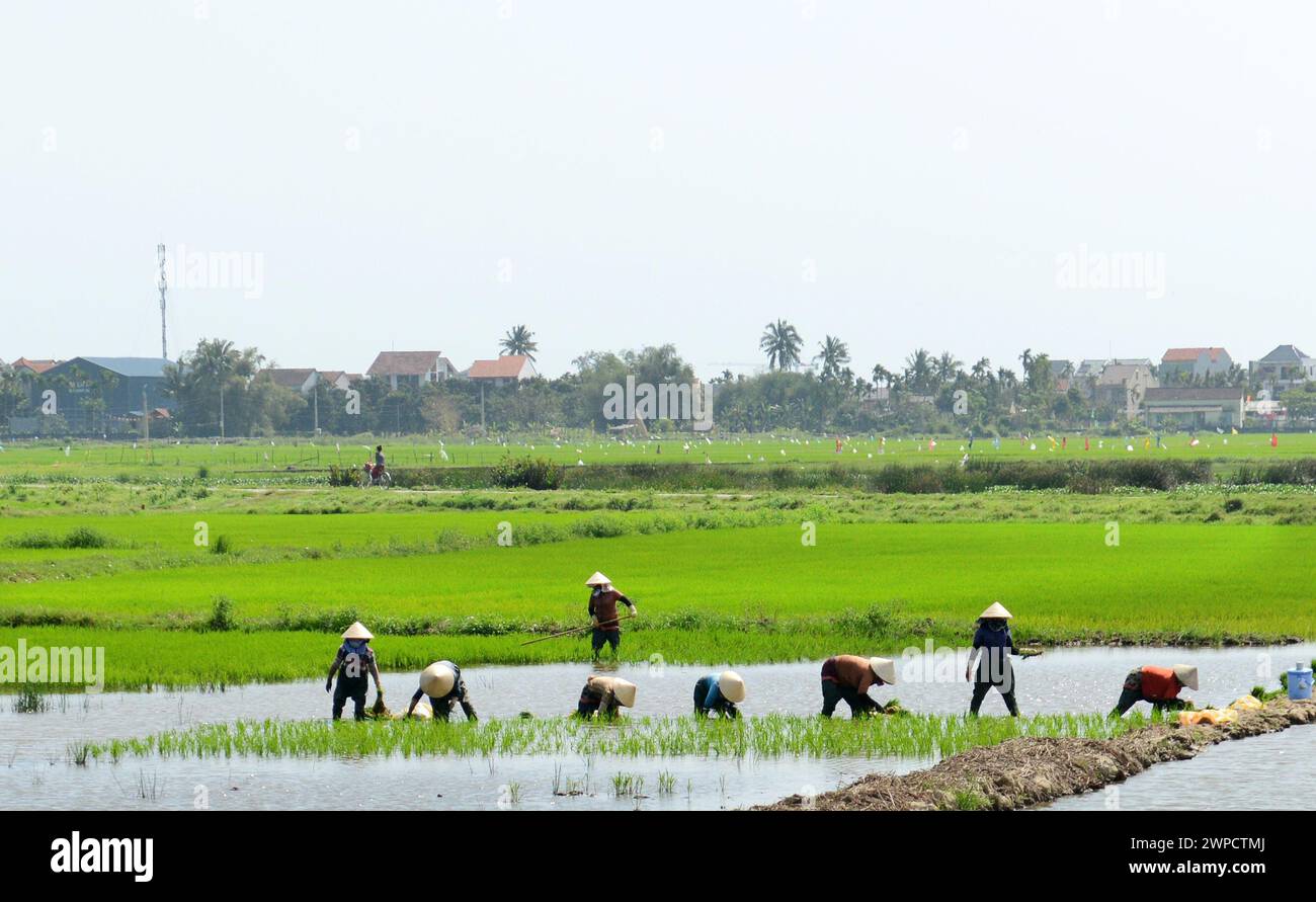 Vietnamese farmers transplanting rice seedlings in a farm near Hội An ...
