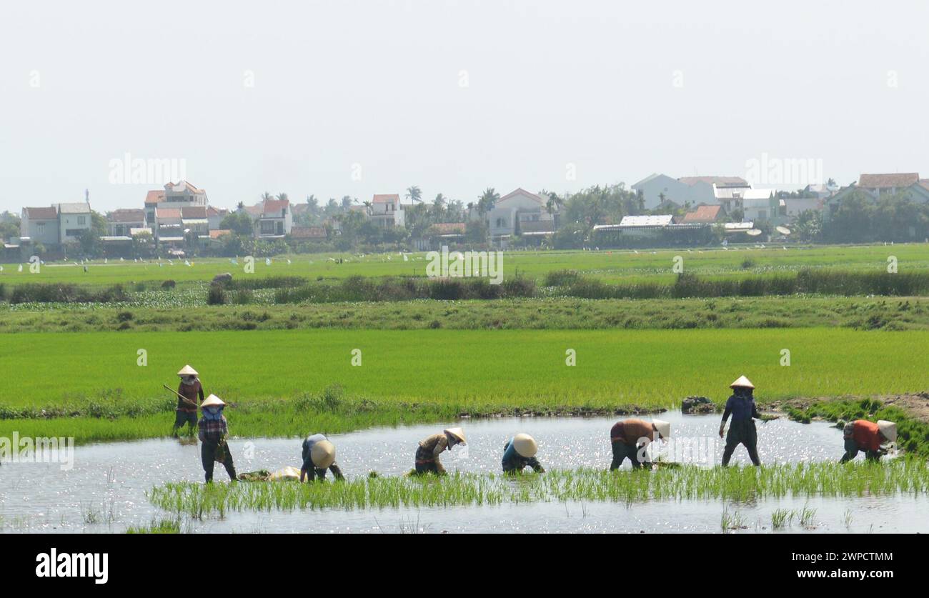 Vietnamese farmers transplanting rice seedlings in a farm near Hội An ...