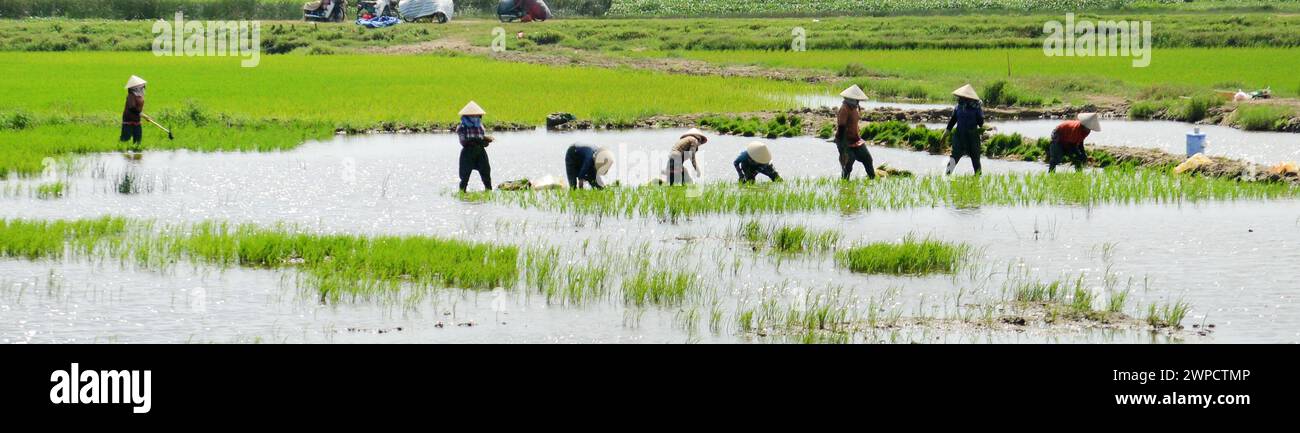 Vietnamese farmers transplanting rice seedlings in a farm near Hội An ...