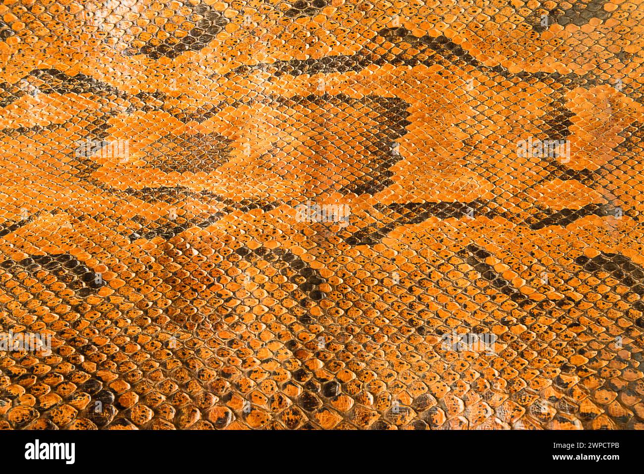 beautiful piton skin Stock Photo - Alamy