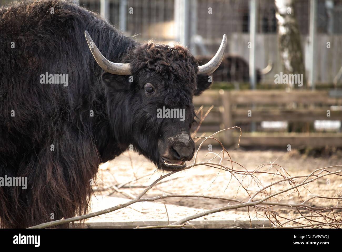 Big yak in beautiful hi-res stock photography and images - Alamy