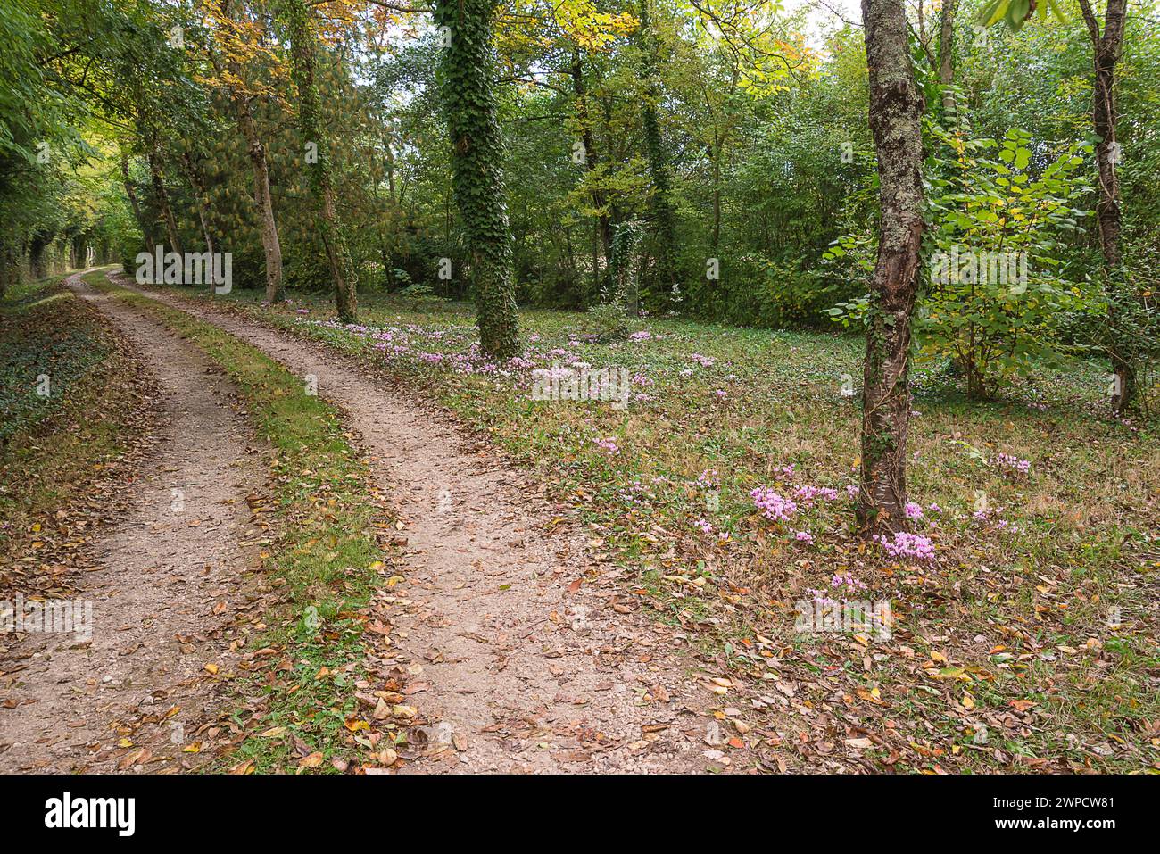 Beautiful alley on sunny hi-res stock photography and images - Alamy