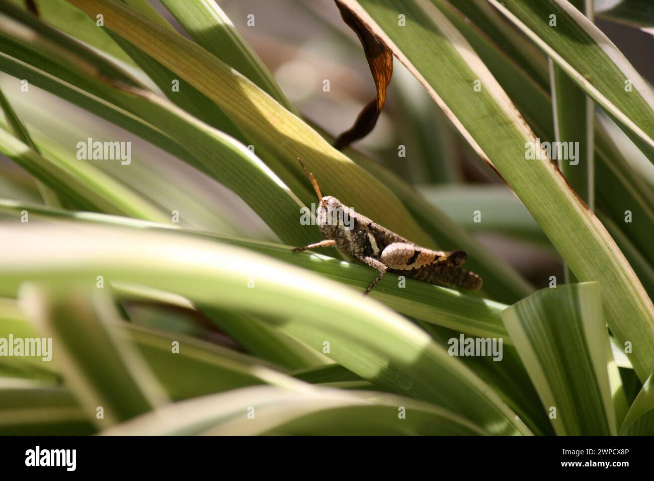 Slender ground-hopper (Tetrix subulata) sitting on a leaf : (pix Sanjiv ...