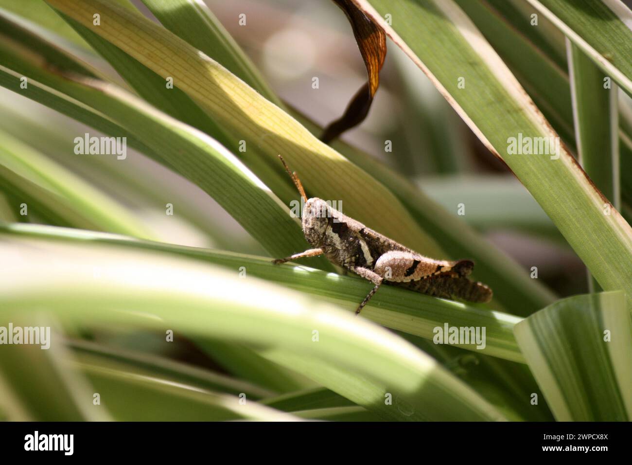 Slender ground-hopper (Tetrix subulata) sitting on a leaf : (pix Sanjiv ...