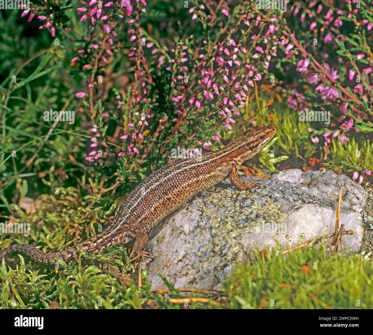 Common lizard in upland moor with heather flowers. Lacerta vivipara ...